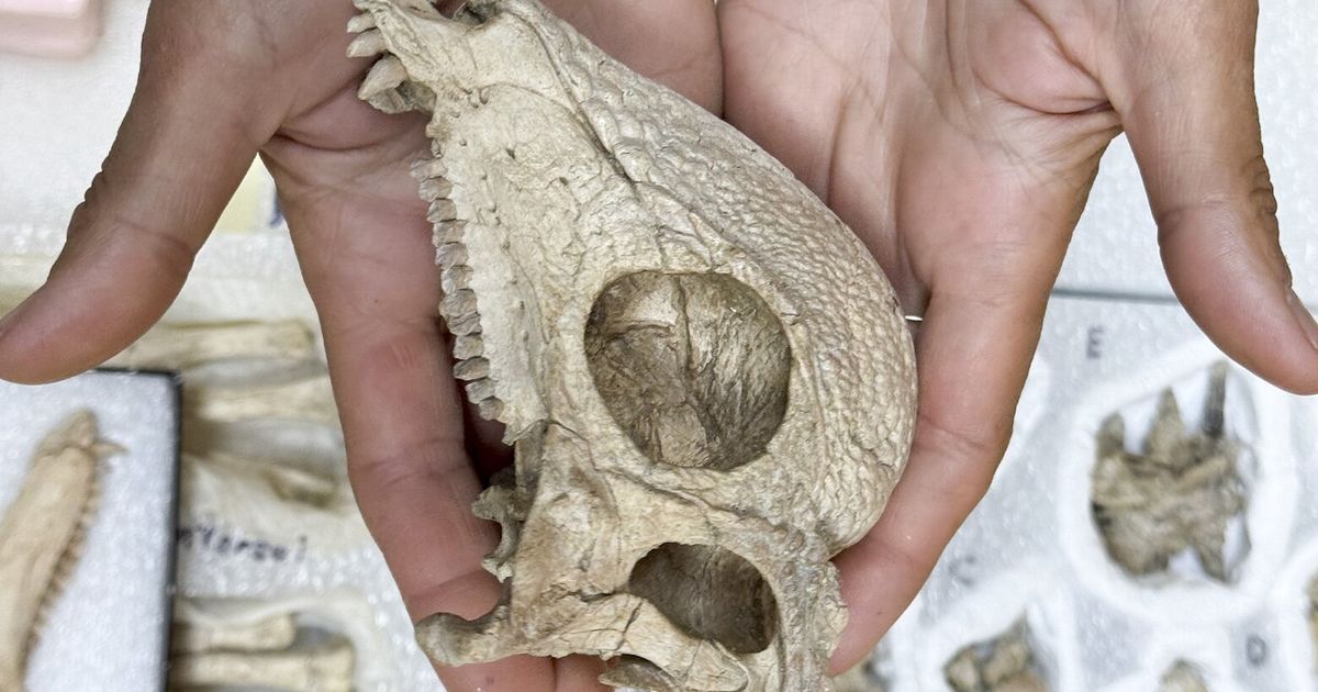 ‘Shockingly beautiful’ fossil reveals oldest dome-headed dinosaur | The ...