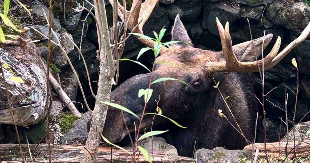 Maine wardens rescue moose trapped for hours in abandoned well | The ...