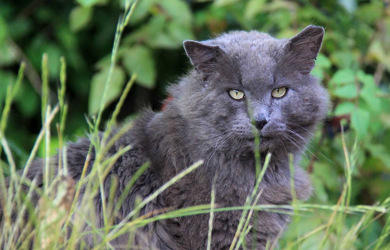South County Cats | Advertisers | The Seattle Times