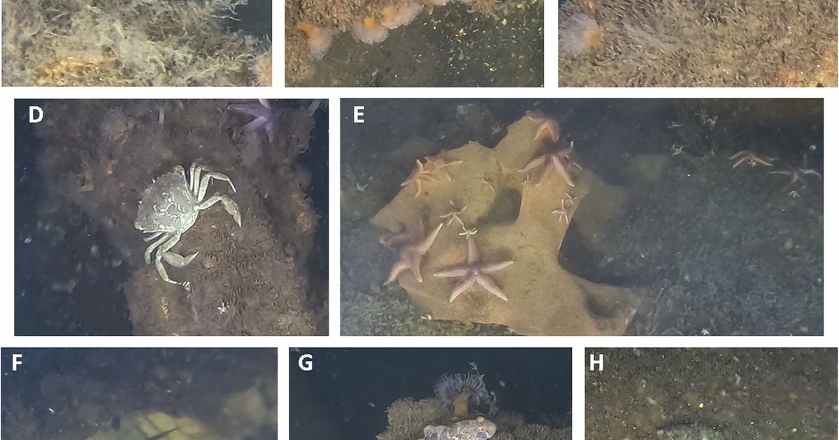 Scientists find marine life thriving on World War II explosives in the ...