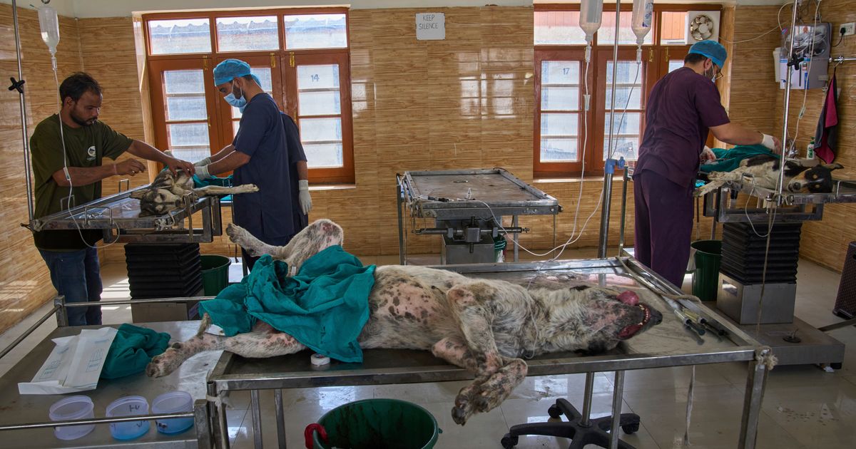 Photos of stray dogs in Indian-controlled Kashmir and attempts to ...