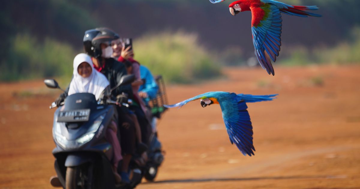 Photos show how an Indonesian motorbike mechanic became a macaw trainer ...
