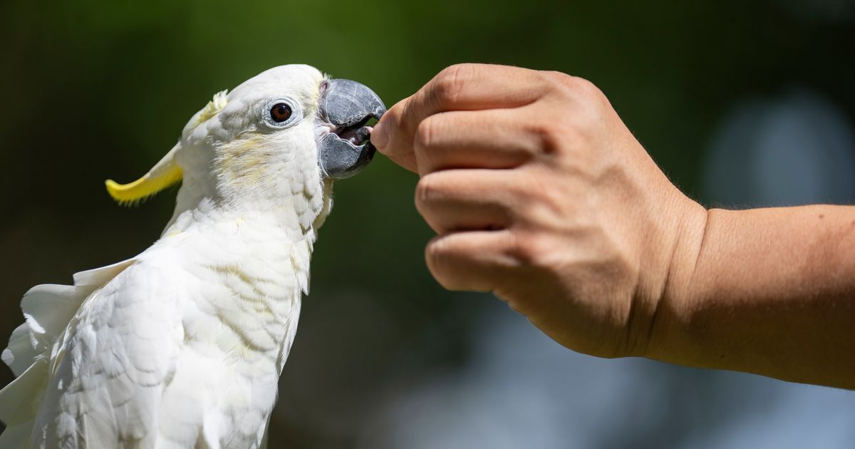 One of the rarest birds in the world finds a city sanctuary in Hong ...