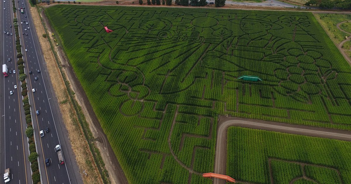 Giant Northern California corn maze lets visitors enjoy getting lost ...