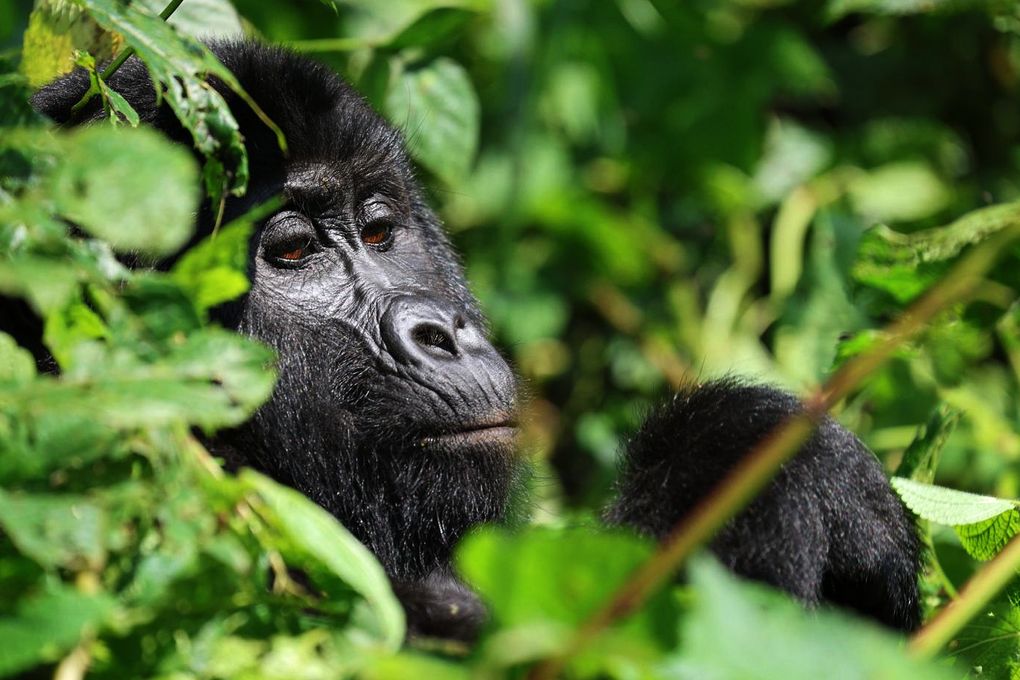 Gorilla Poaching Threats | International Gorilla Conservation