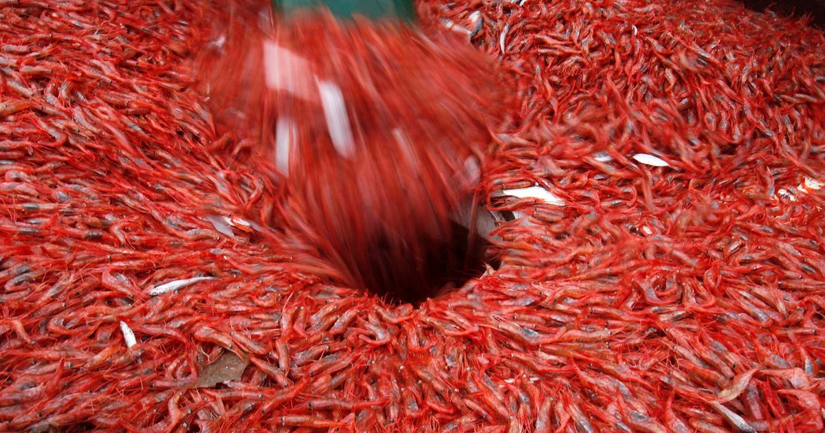 New England’s shrimp industry is struggling, with fishermen catching ...
