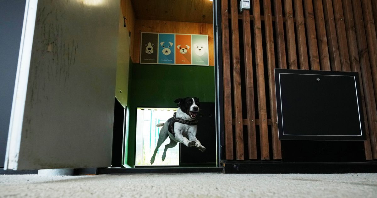 Rome’s airport opens luxurious dog hotel with pampering services | The ...