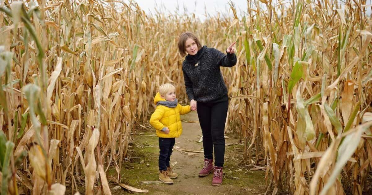 The corn maze craze and why we love getting lost every fall | The ...