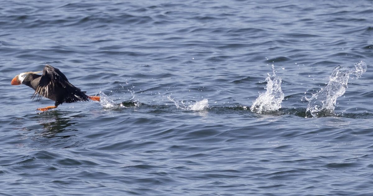 Puffin prepares for takeoff | The Seattle Times