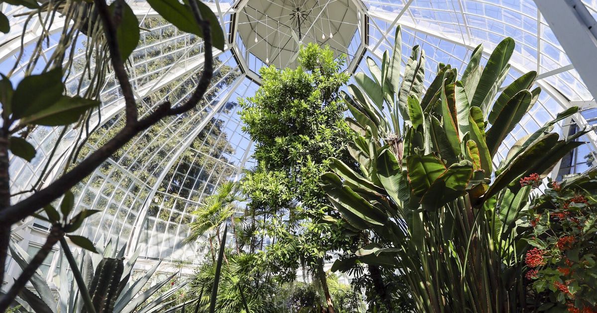 Tacoma’s Seymour Conservatory is a paradise for plant lovers | The ...