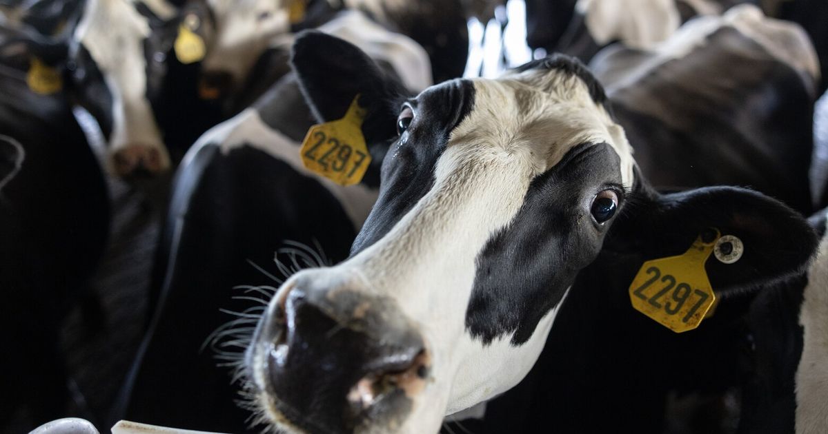 WA rural communities face a looming animal care crisis | The Seattle Times