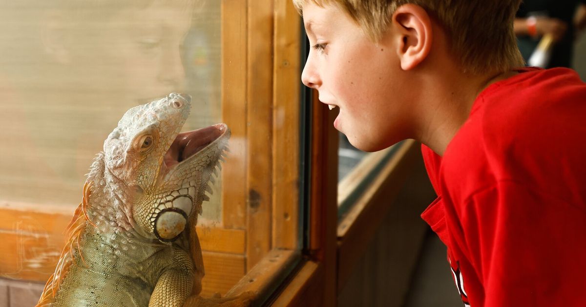 The Reptile Zoo in Monroe won’t close, but its future is uncertain ...
