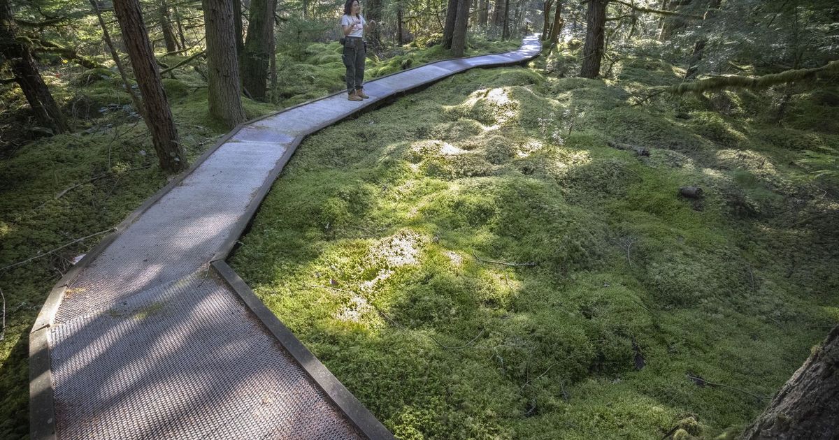 Rare bog in WA provides an aahs-worthy emerald-colored stroll | The ...
