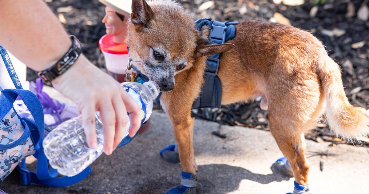 What is my dog saying? Researchers aim to translate dog sounds with AI ...