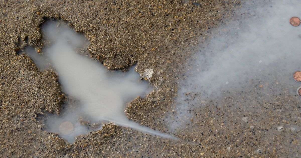 Ah, rats! Researchers say some other critter likely created Chicago’s ...