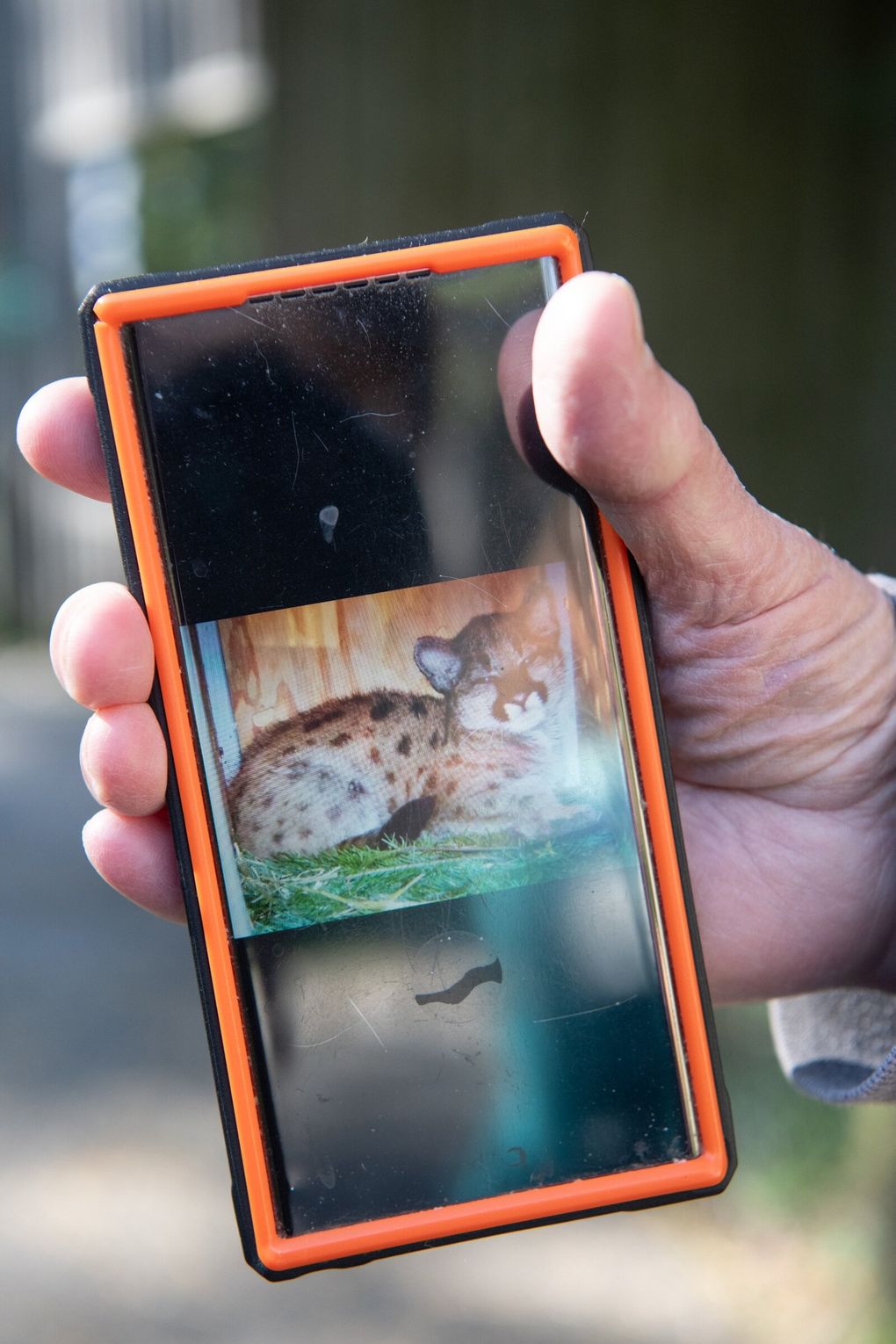 At a fading ‘Island of Misfit Toys,’ zoo animals face a grim fate | The ...