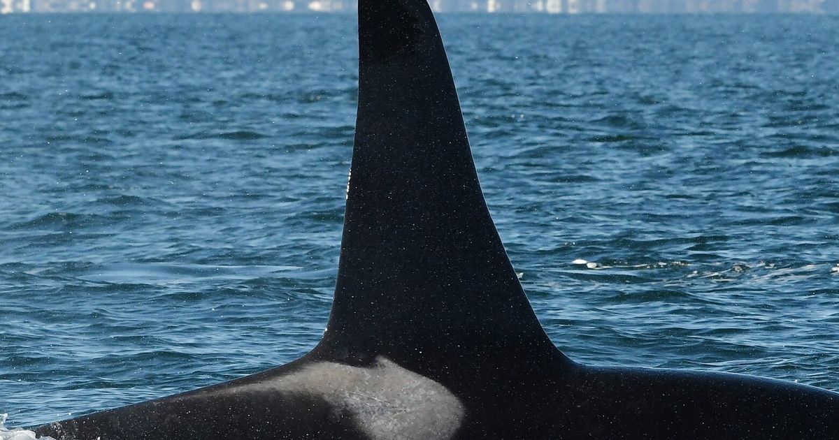 Southern resident orca numbers show region cannot let up on restoration ...