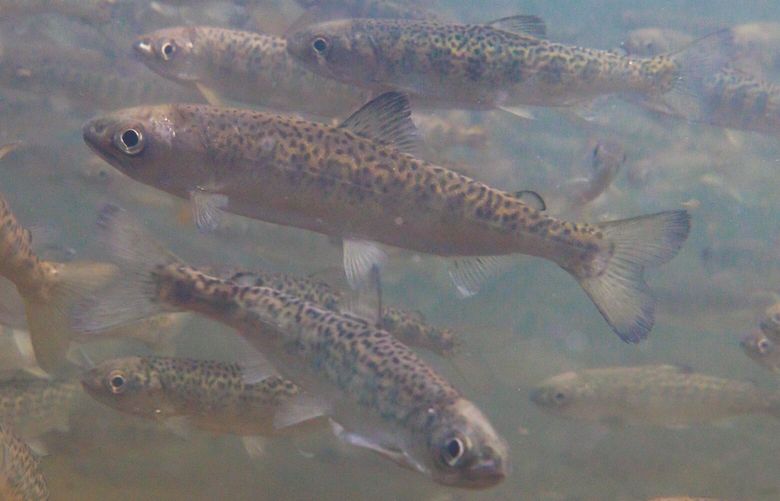 Amanda Goodin | The Seattle Times