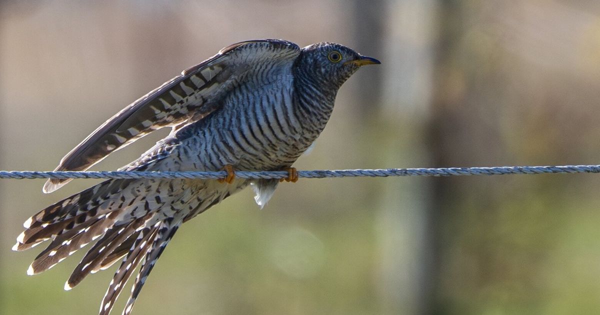 Birders going ‘cuckoo’ after unexpected sighting in New York City area ...