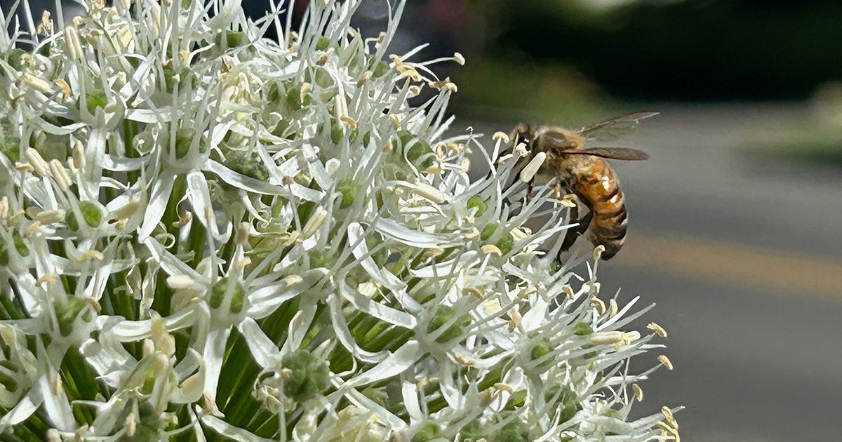 Support your local pollinator by planting spring bulbs now | The ...