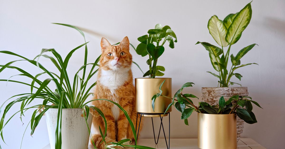 Plants that are safe around dogs and cats | The Seattle Times