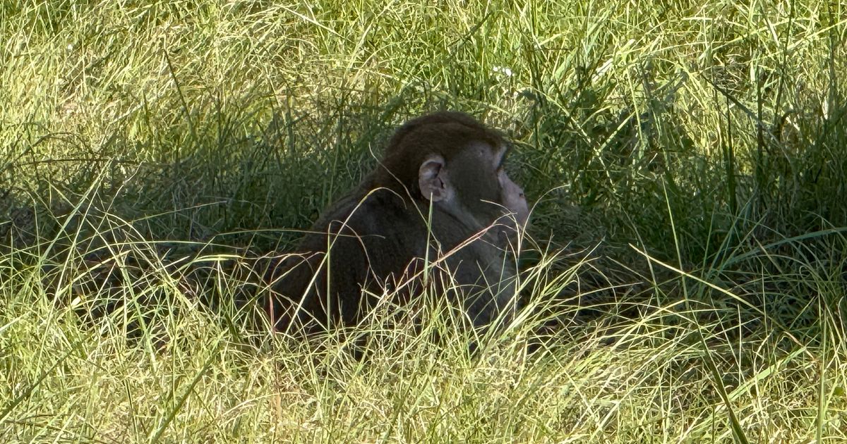 Mississippi woman kills escaped monkey fearing for her children’s ...