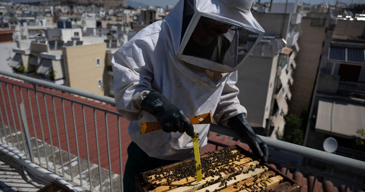 Rooftop beekeeping in Athens: A new buzz in urban ecosystems, in photos ...