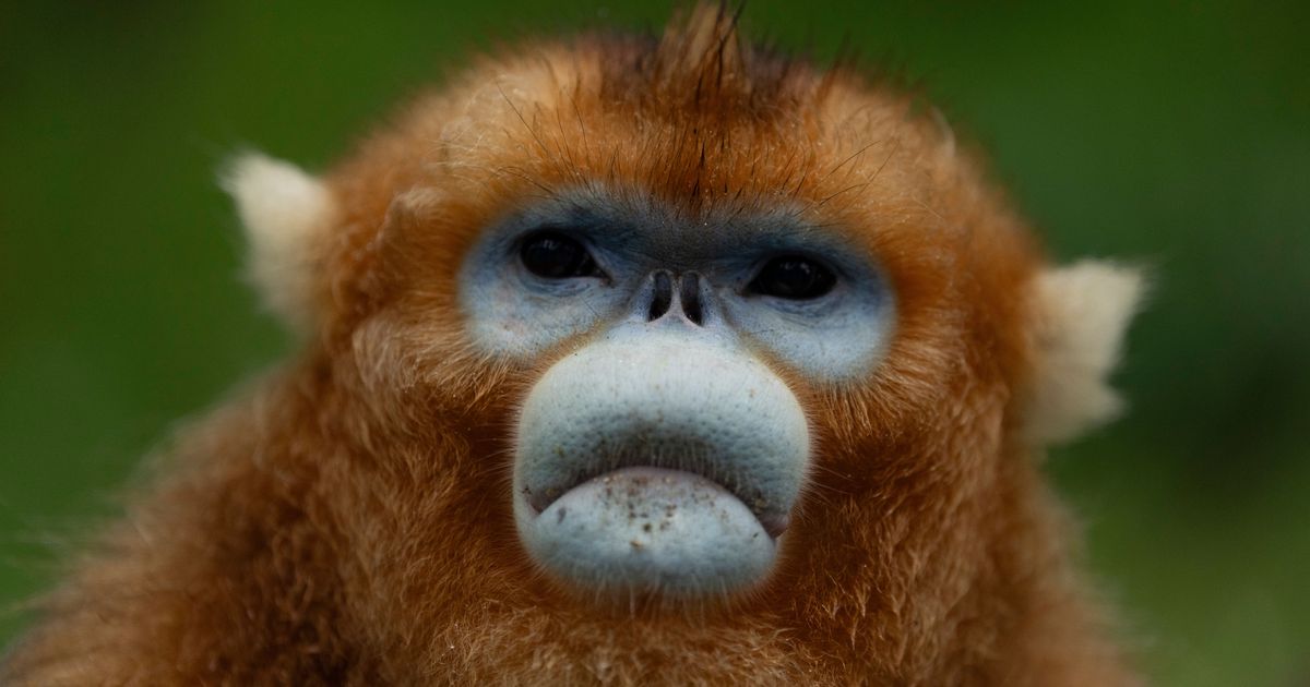 China’s rare golden monkeys debut at European zoos, a possible ...