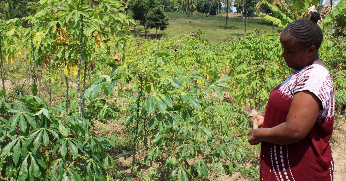 In Kenya, a search for links between a changing climate and mental ...