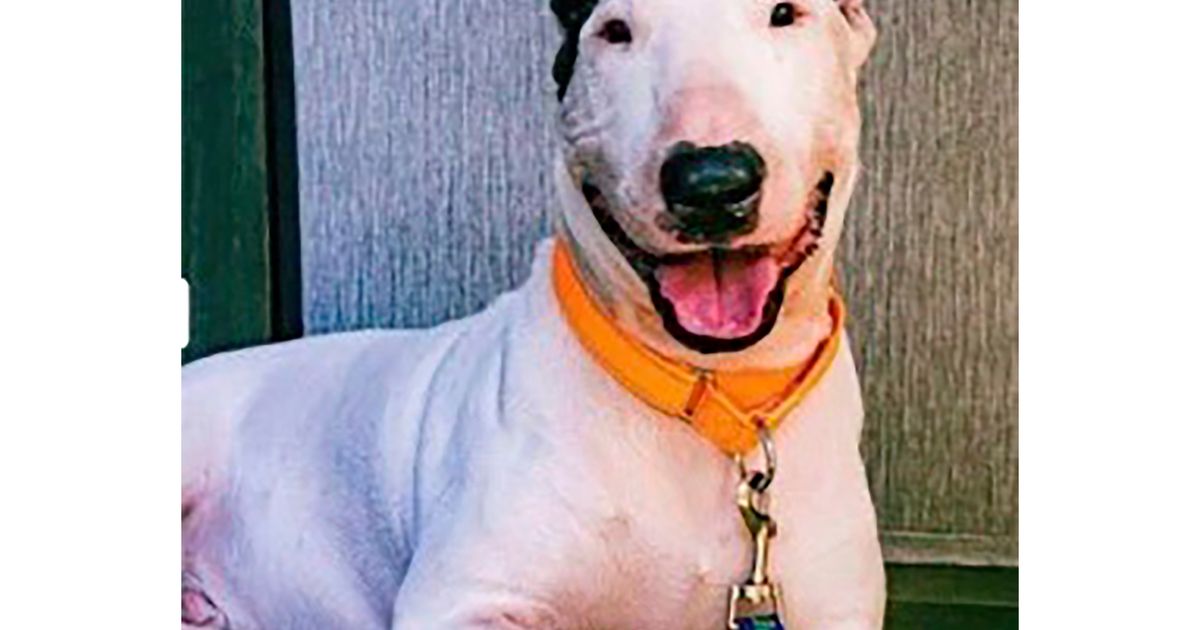 Criminal charges dropped against Florida man who abandoned dog before ...