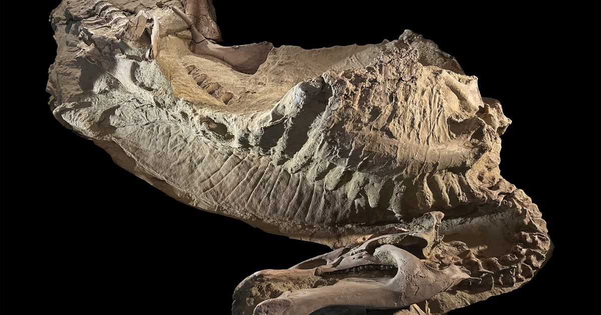 Rare dinosaur mummies help scientists recreate their prehistoric lives ...