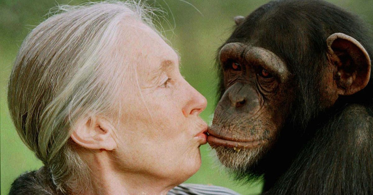 Jane Goodall, the celebrated primatologist and conservationist, has ...