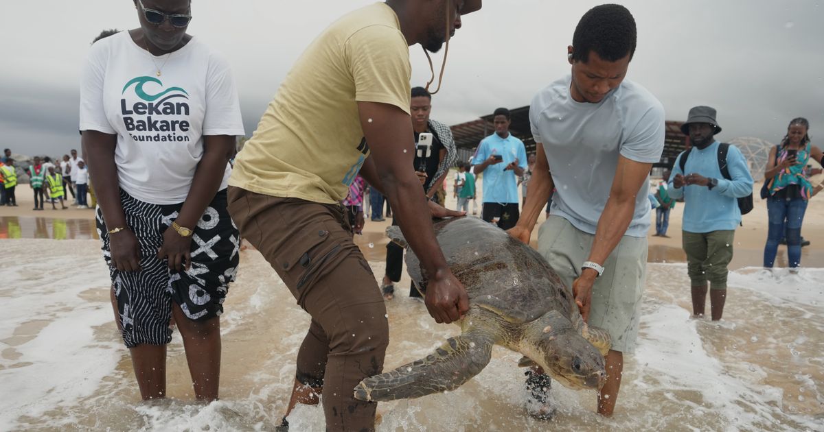 Conservation group rescues sea turtles caught in nets at Nigerian ...
