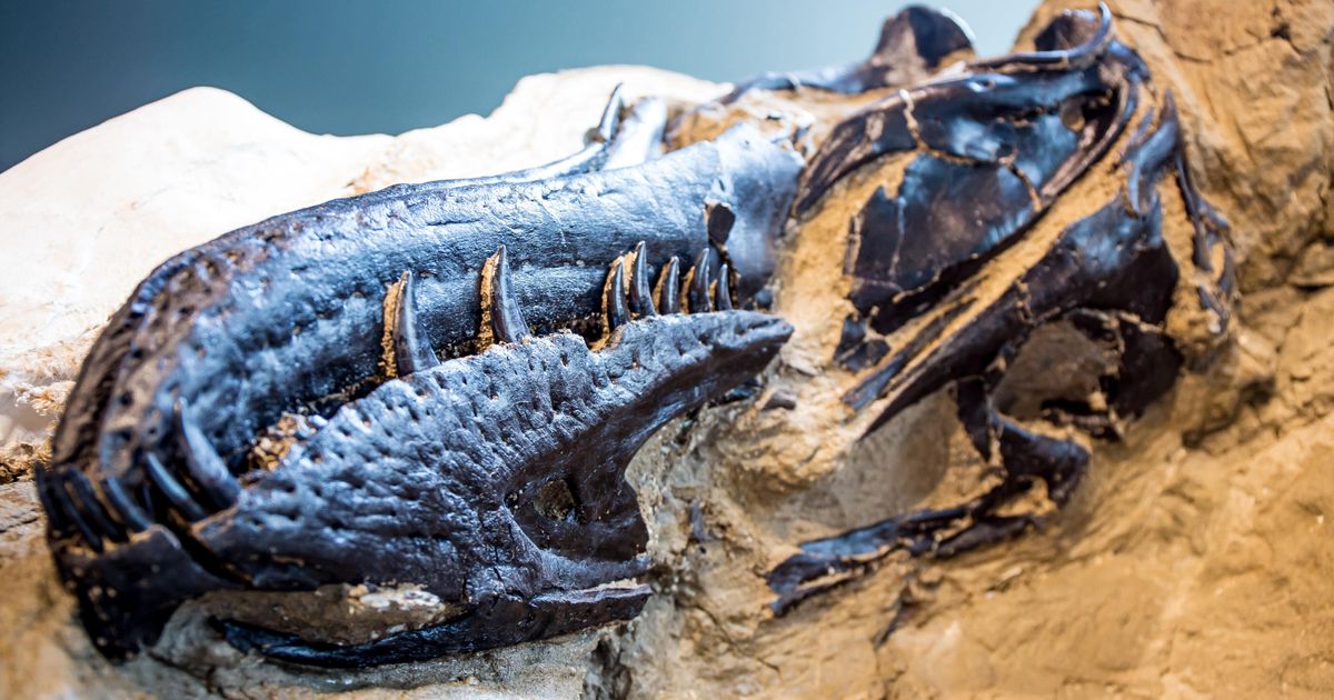 Young T. rex or a new dinosaur? New bones add to the debate | The ...