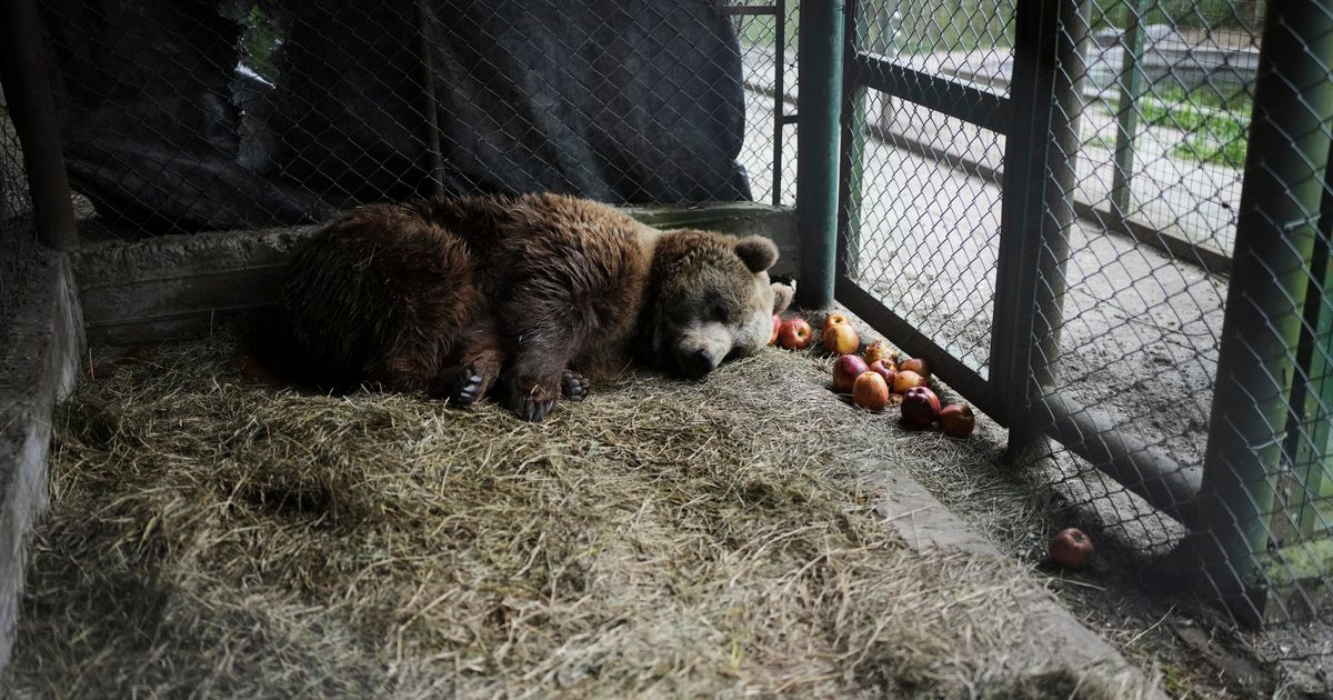 Years after Argentina shut a notorious zoo, the stranded animals are ...