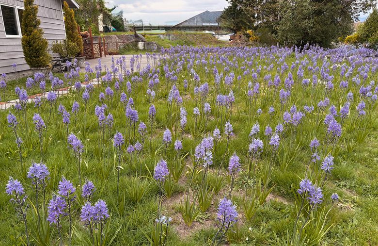 Bulb Planting In Louisiana