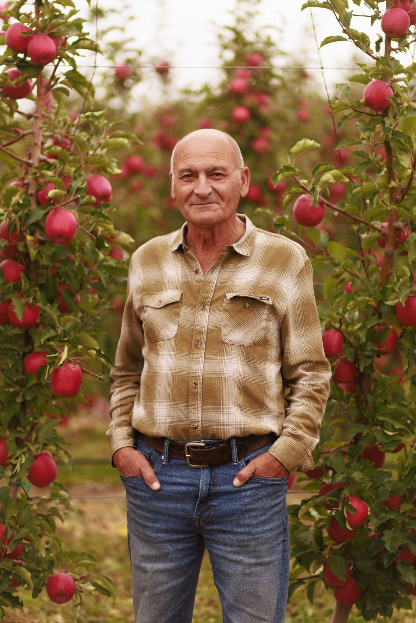 Yakima Valley drought forces WA farmers to rip out apple trees | The ...