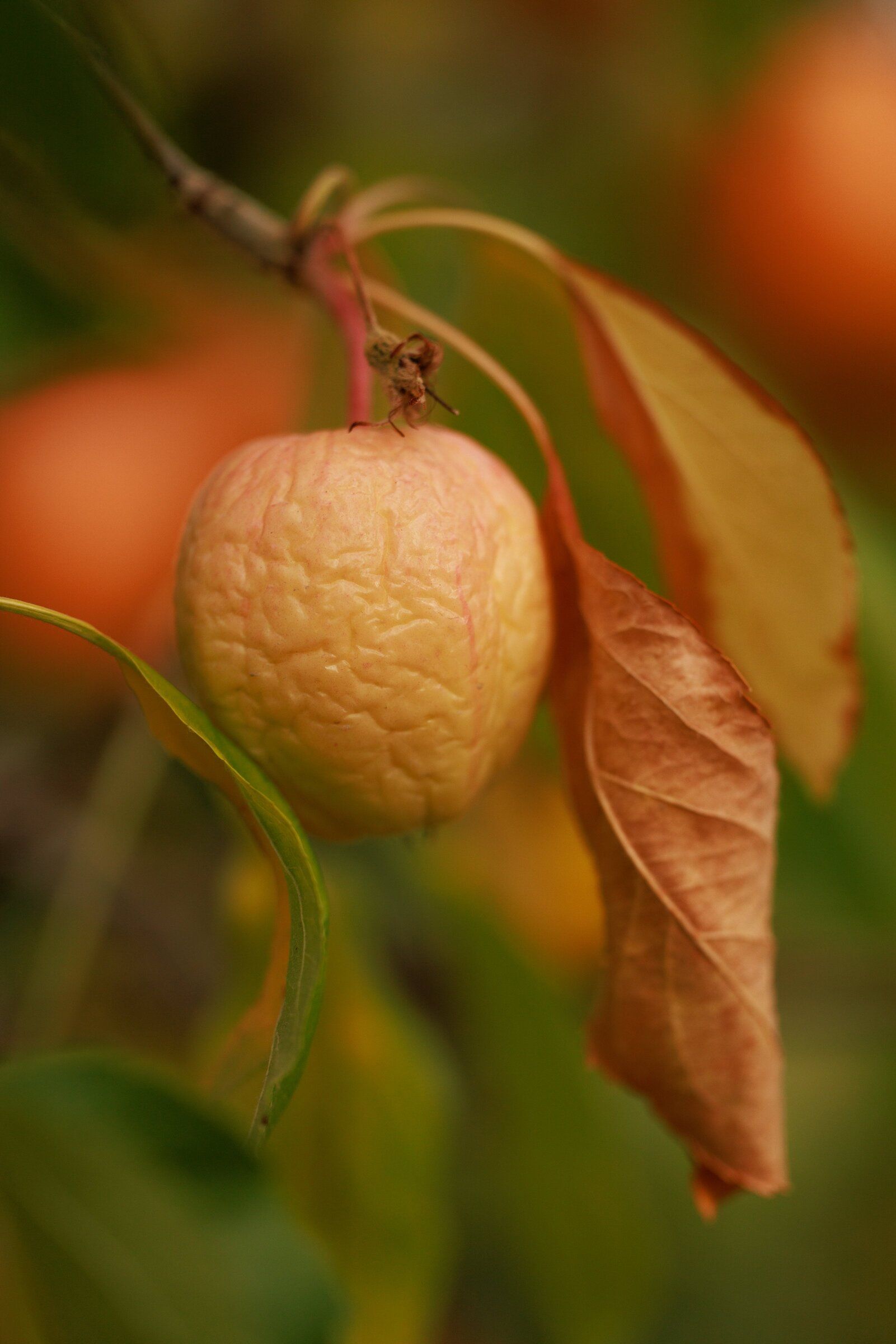 Yakima Valley drought forces WA farmers to rip out apple trees | The ...