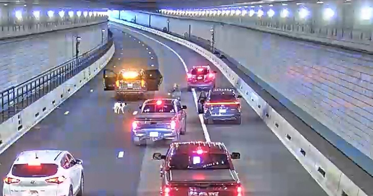 Wrong-way rover: Dog is rescued from a busy Boston tunnel during rush ...