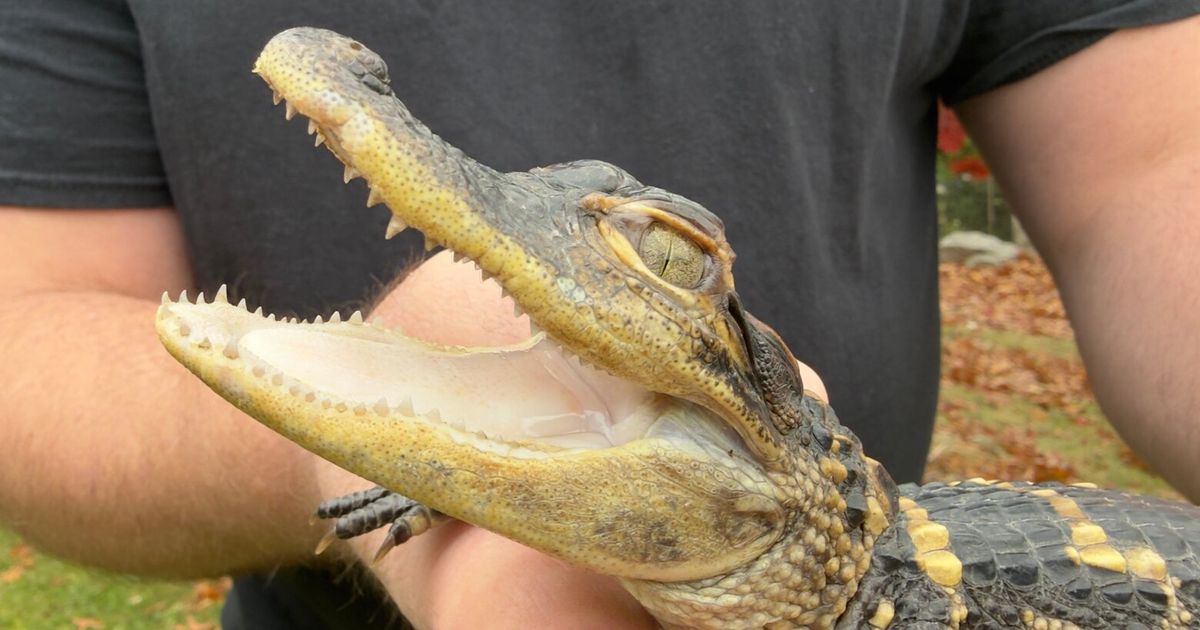 Small alligator rescued in Boston after slithering into the city’s ...