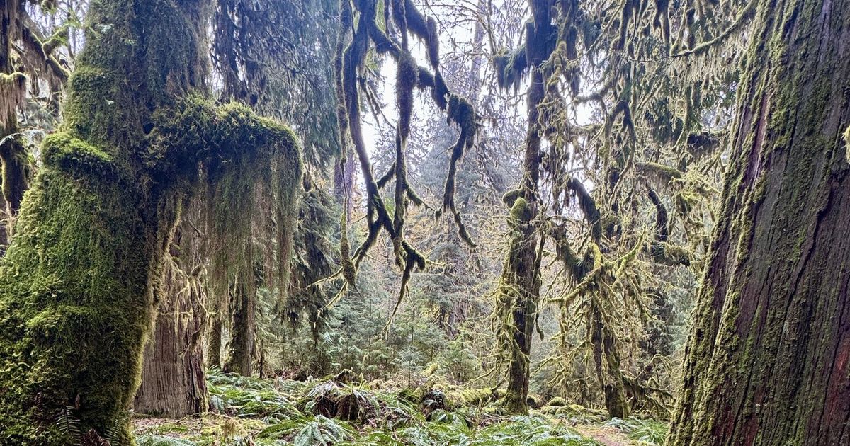 5 late fall and early winter lowland hikes to do in Washington | The ...