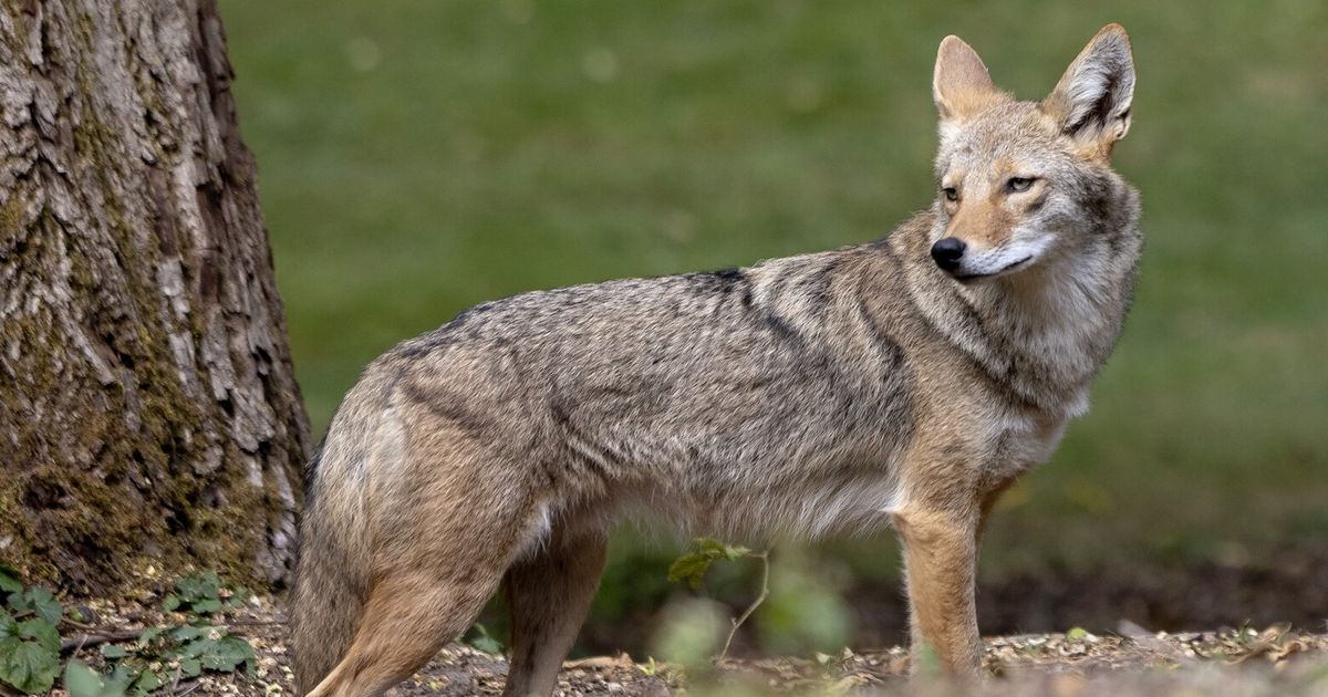 Coyote trapped and killed at Washington Park Arboretum | The Seattle Times