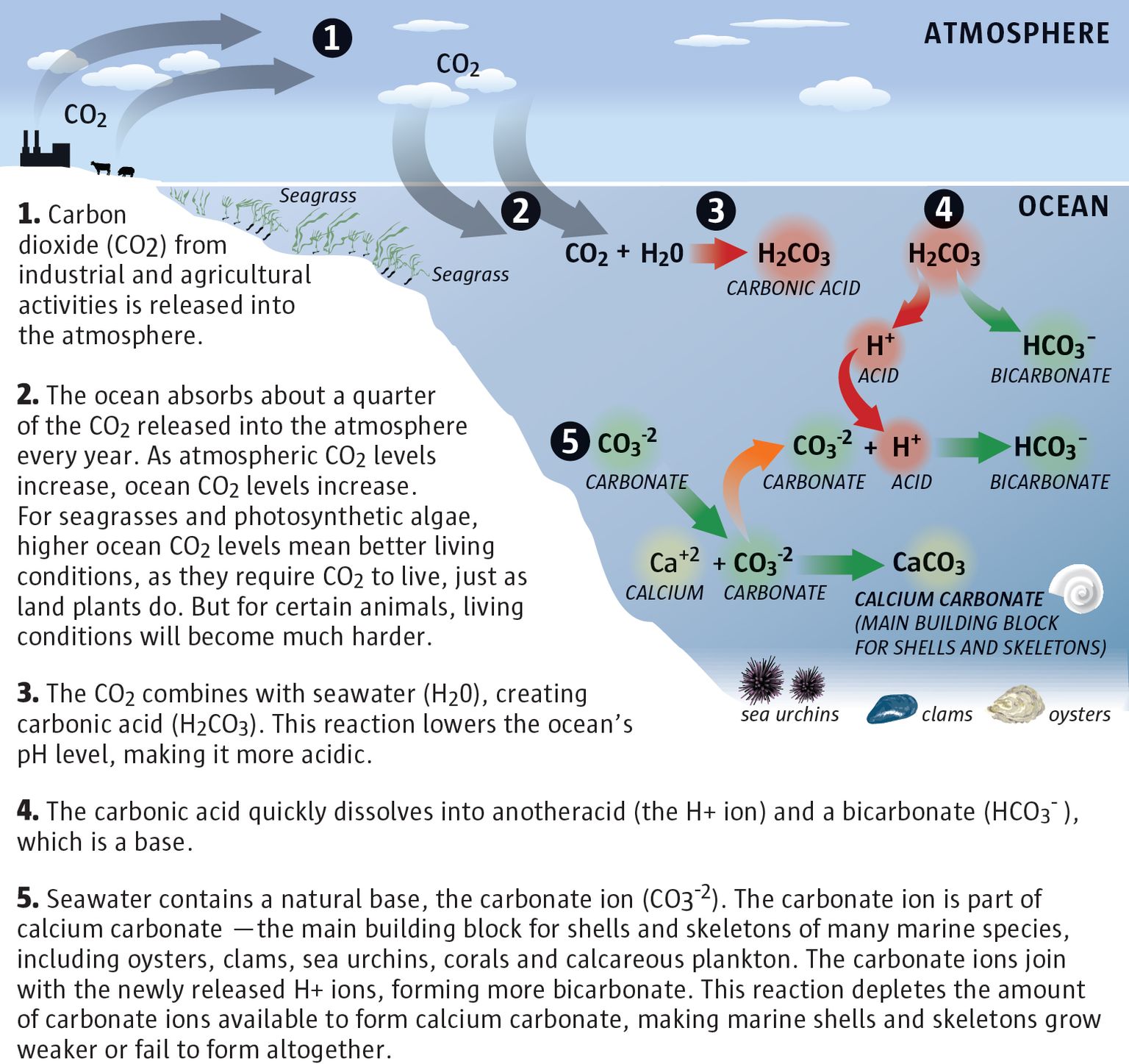 Ocean acidification to hit Puget Sound harder, study says | The Seattle ...