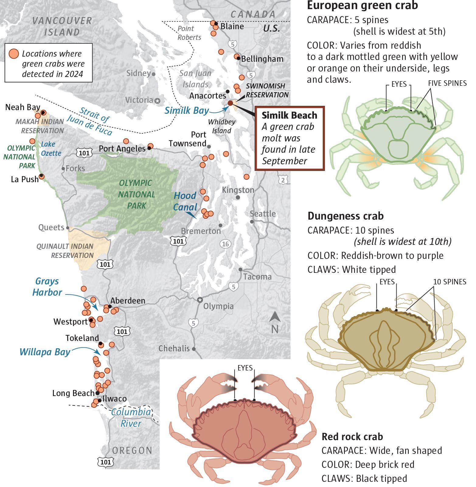 Invasive European green crabs discovered in WA’s Skagit Bay | The ...