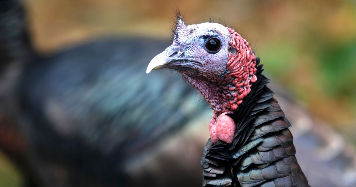 How trading wild turkeys for other animals became a conservation ...