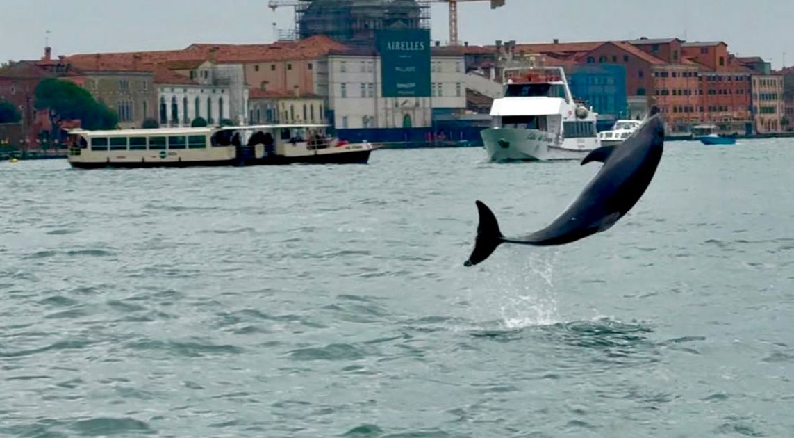 Venice’s newest marvel is a wild, acrobatic dolphin. His refusal to ...