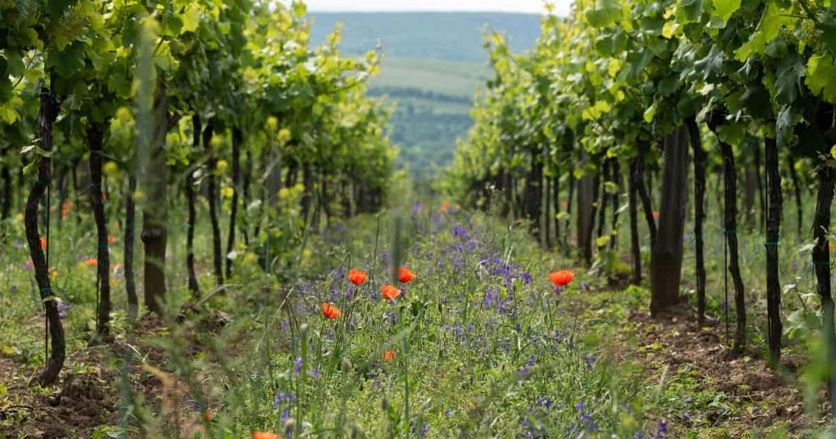Regenerative farming moves from buzzword to the dinner table | The ...