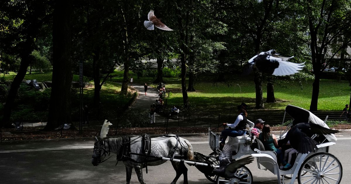 Proposal to ban Central Park horse carriages voted down by key NYC ...