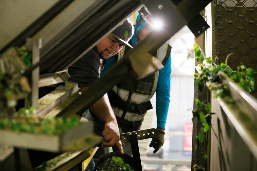 In Yakima Valley, a Mexican American hop farm is building community ...