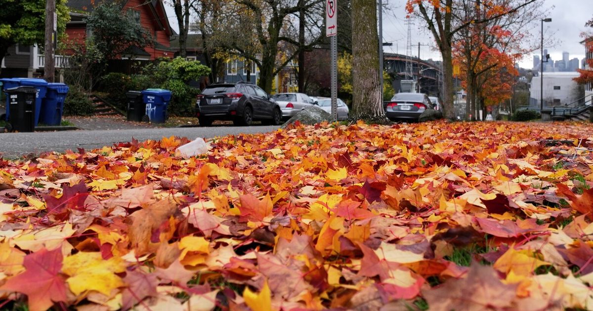 ‘Tis the season of the wet leaves | The Seattle Times